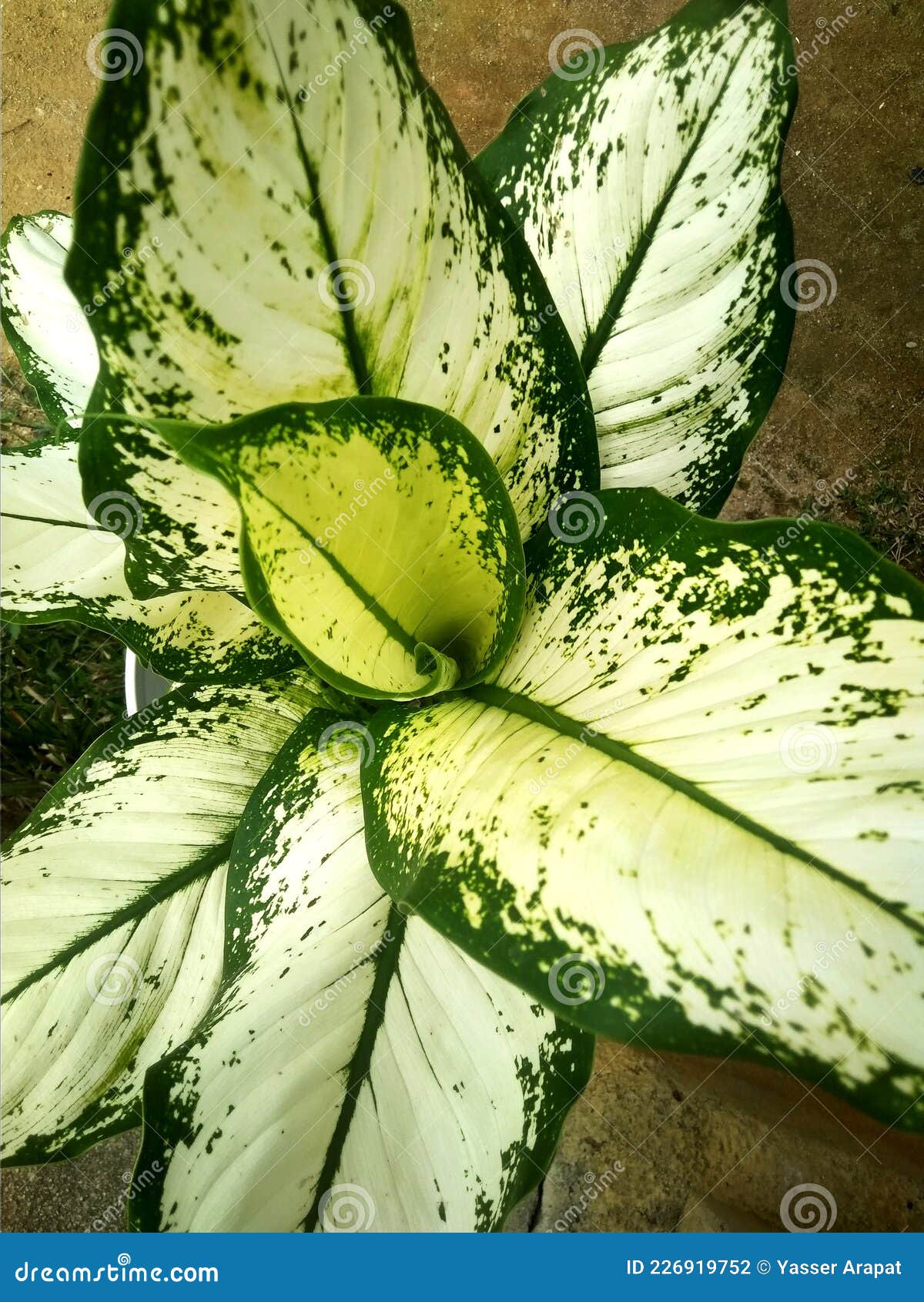 Two Color Taro from Indonesia Stock Photo - Image of taro, tafrom ...