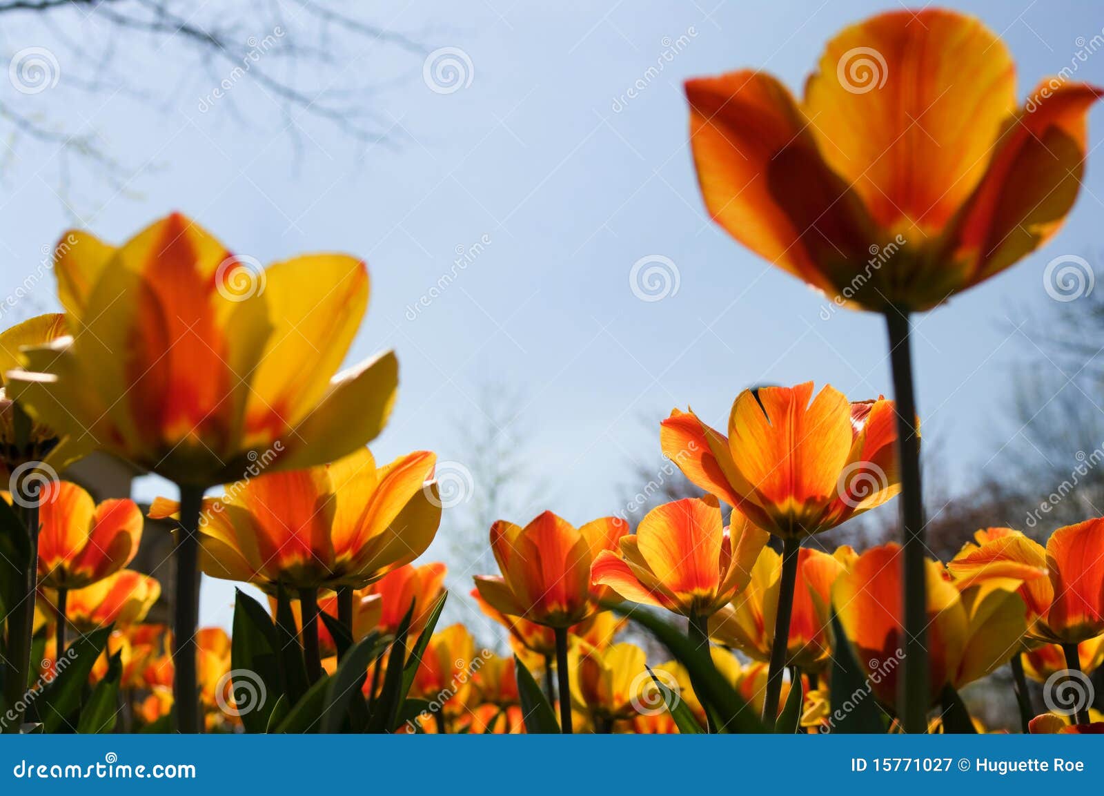 Two color tulips stock image. Image of floral, bright - 15771027
