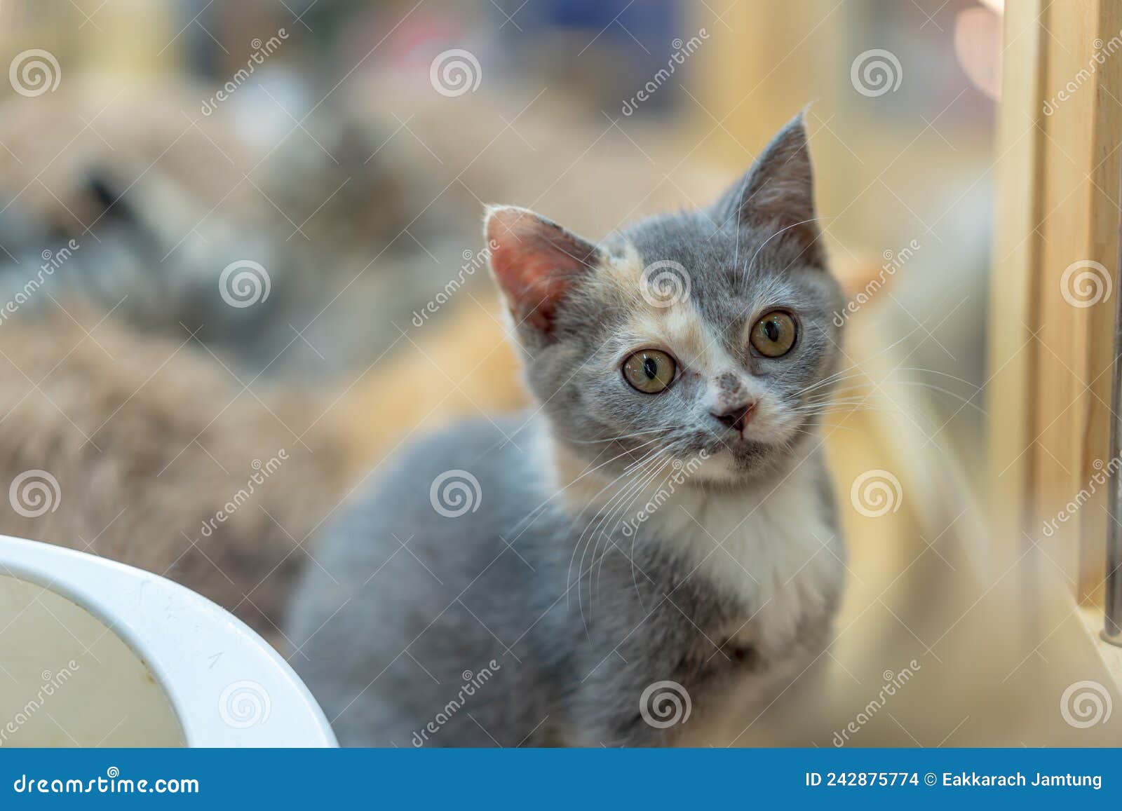 Two-colored Cat, Black and White, Cute Stock Photo - Image of domestic ...