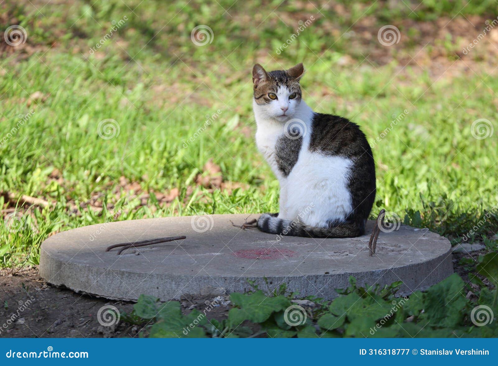 Two-colored Cat Sits on a Concrete Manhole Cover among the Grass Stock ...