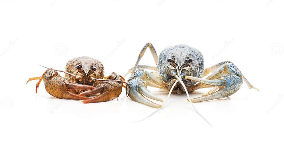 Two colored crayfish stock photo. Image of original - 273477366