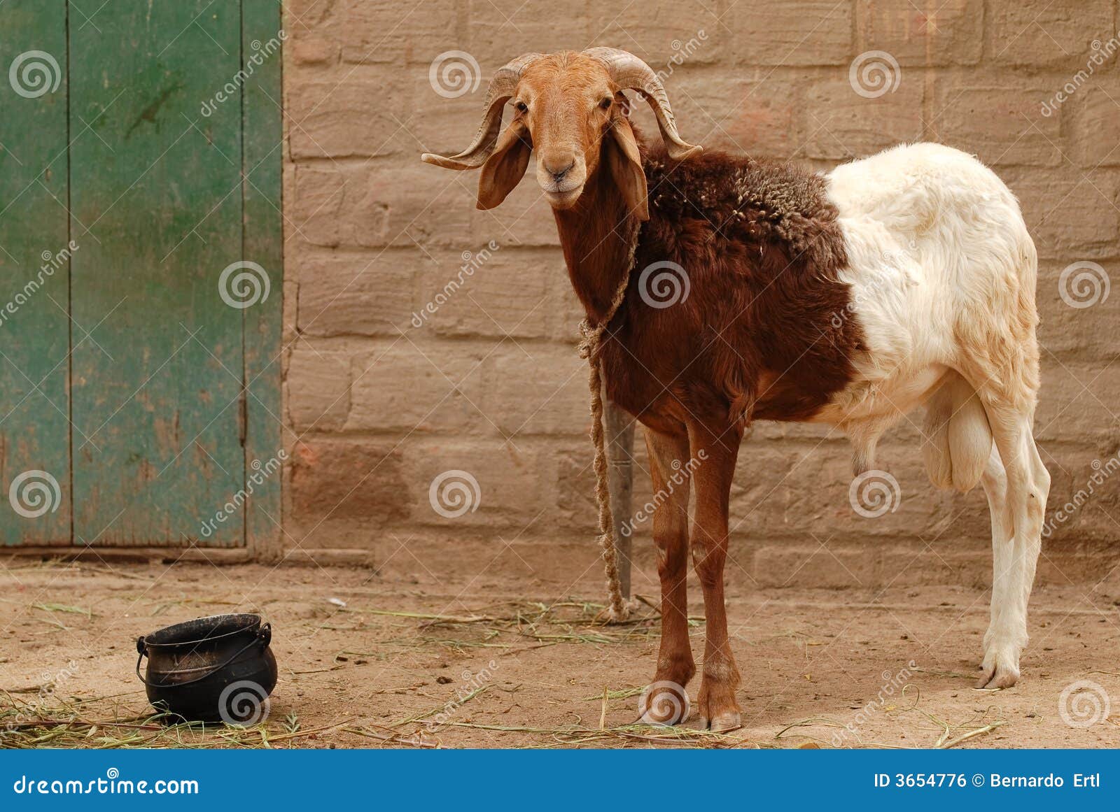 Two-colored he-goat stock photo. Image of african, farm - 3654776