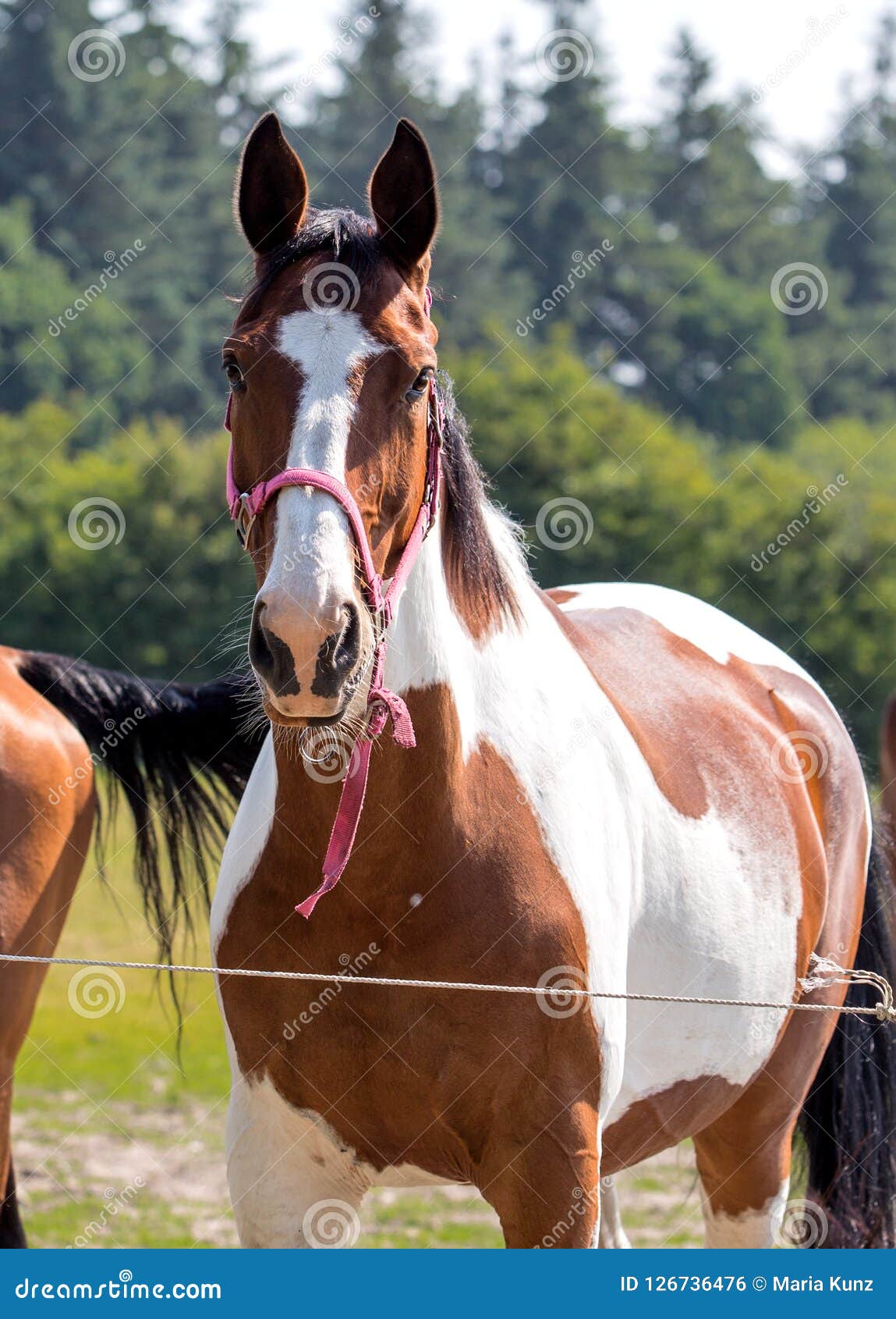 Two-colored horse stock photo. Image of beautiful, equine - 126736476