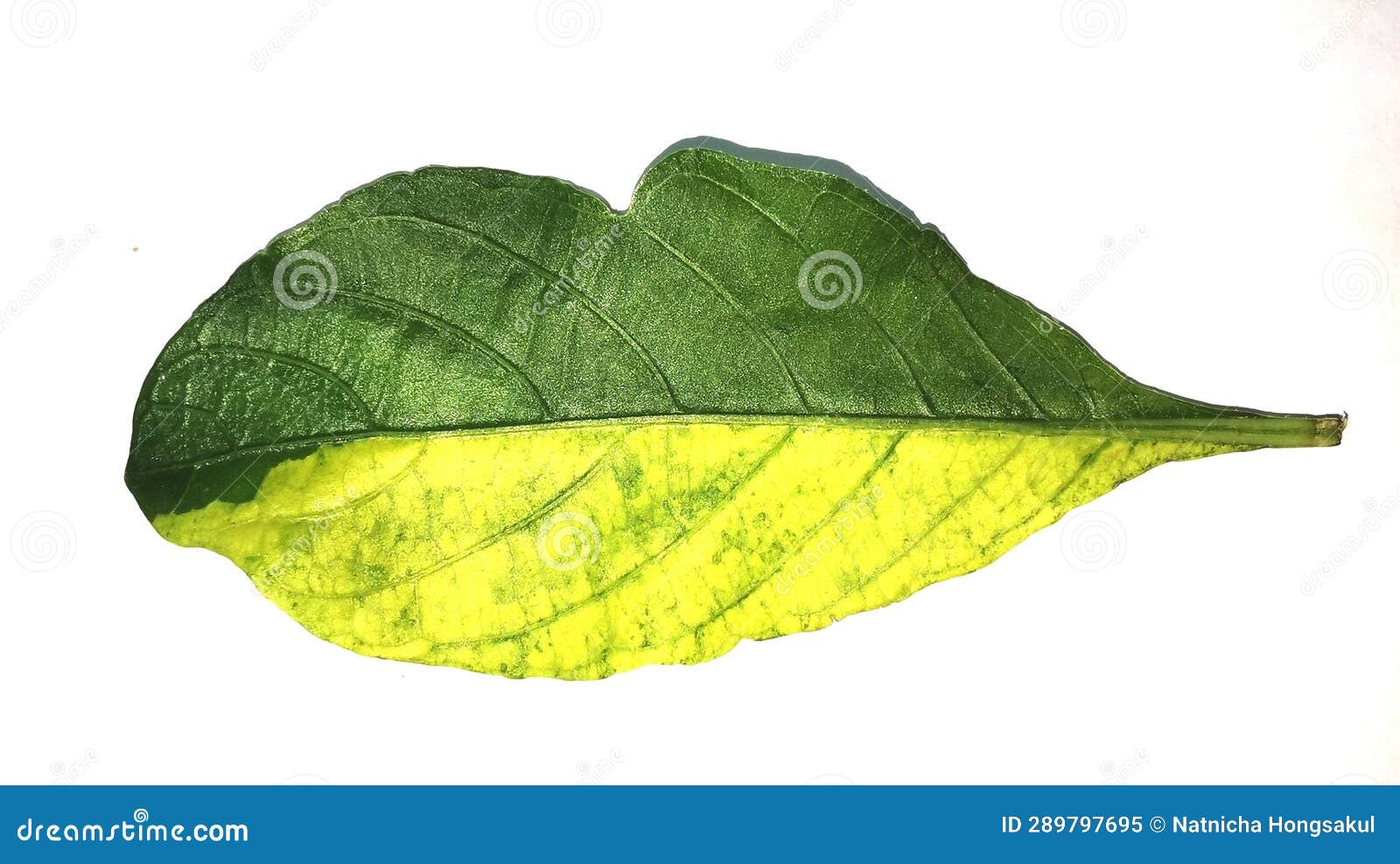 Two Colored Leaves on a White Background Stock Image - Image of leaves ...