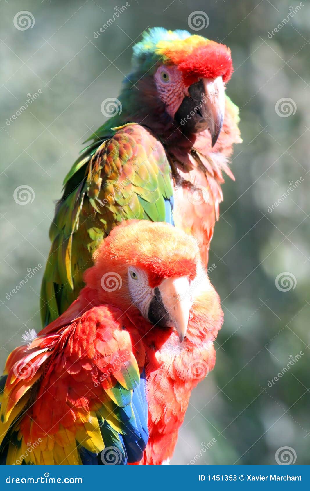 Two colored parrots stock image. Image of straight, away - 1451353