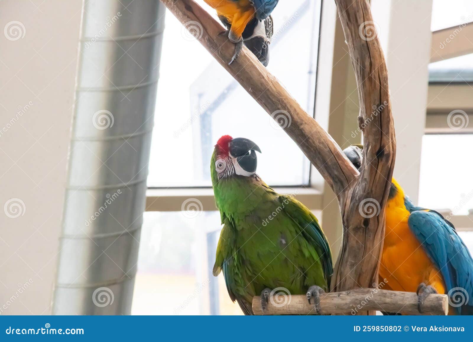 Two Colored Parrots Sit on a Branch Stock Photo - Image of perching ...