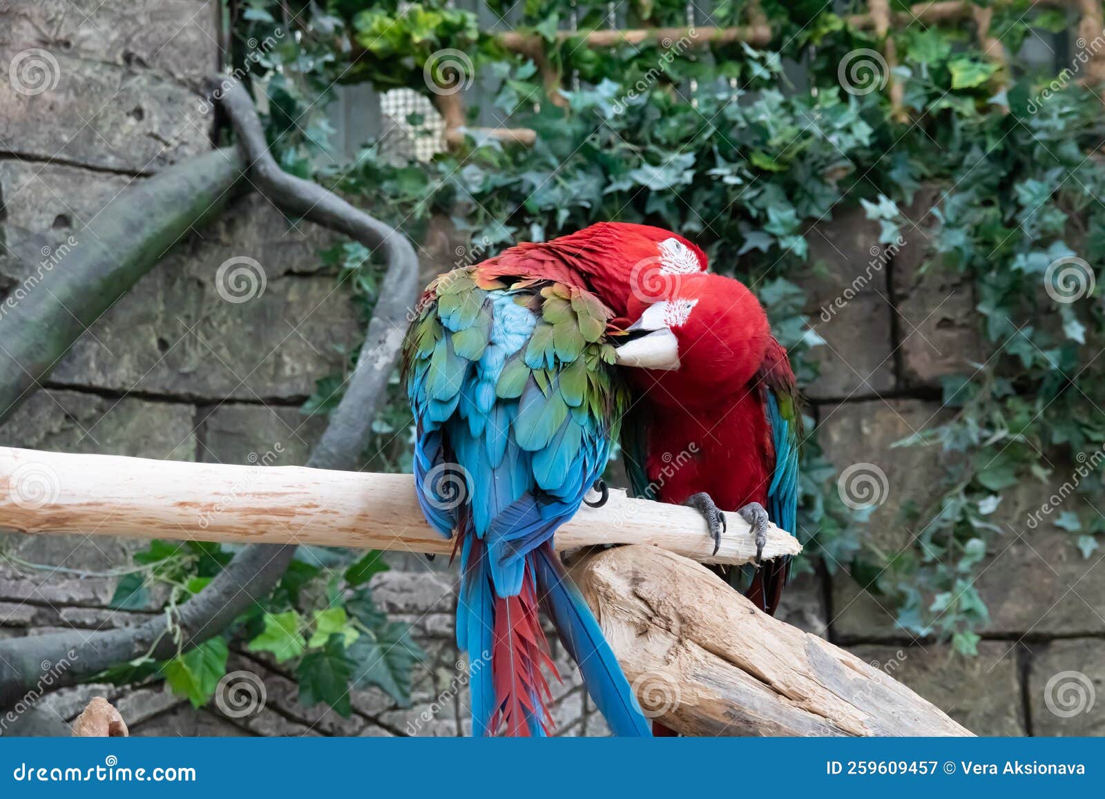 Two Colored Parrots Sit on a Branch Stock Image - Image of portrait ...