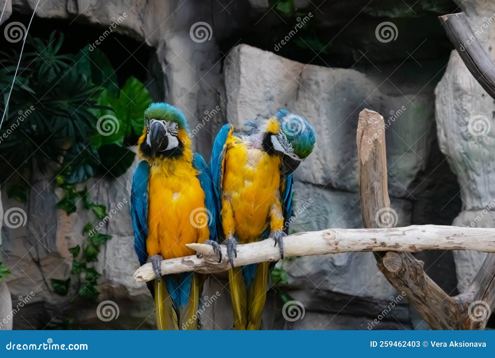 Two Colored Parrots Sit on a Branch Stock Image - Image of tropical ...