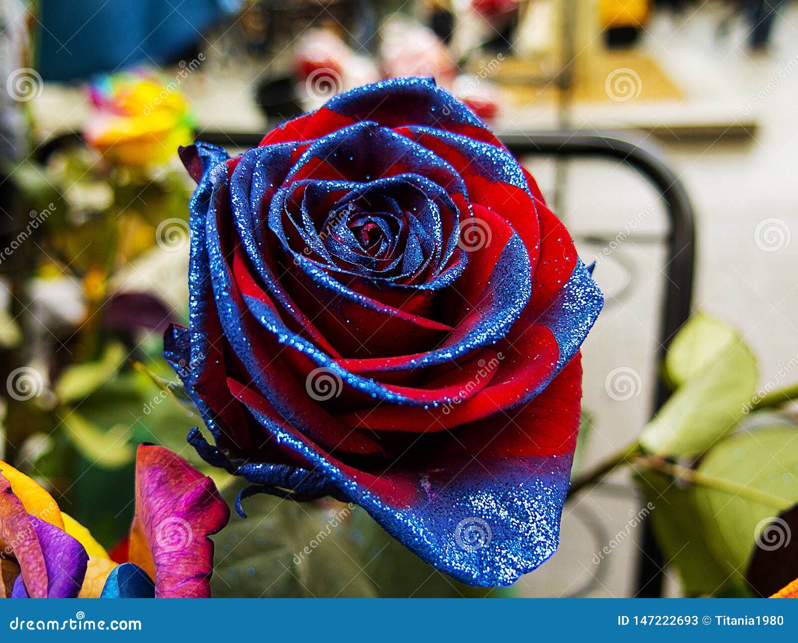Two colored rose stock image. Image of closeup, macro - 147222693