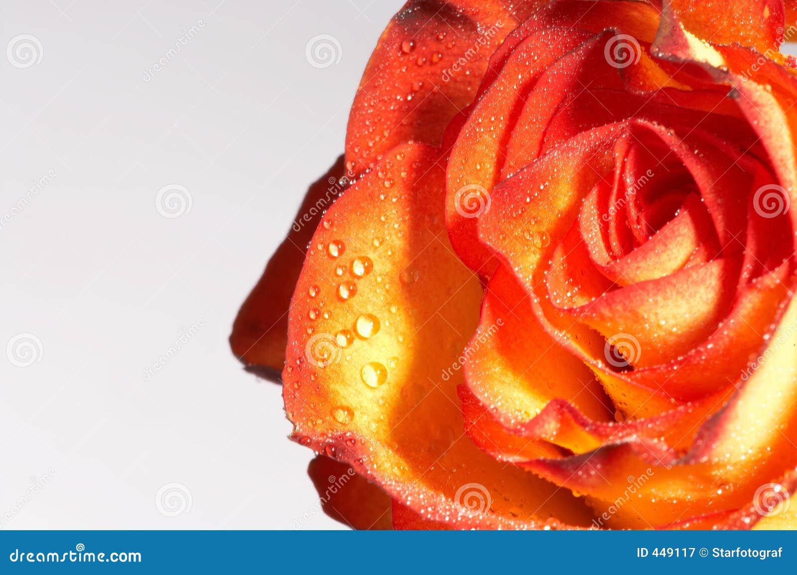 Zweifarbige Rose Two Colored Rose Stock Photos - Free & Royalty-Free ...