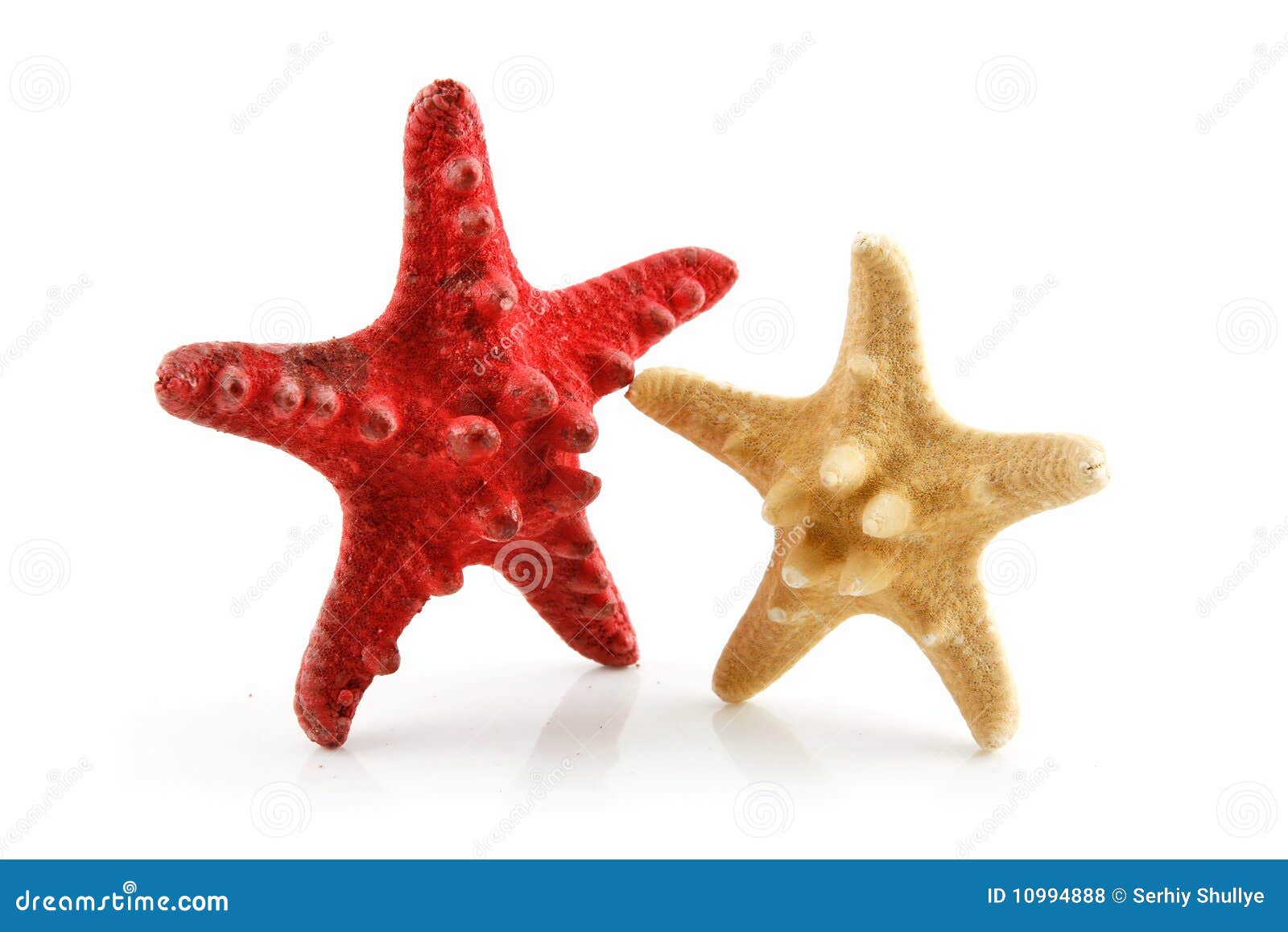 Two Colored Seashells Starfishes Isolated on White Stock Photo - Image ...