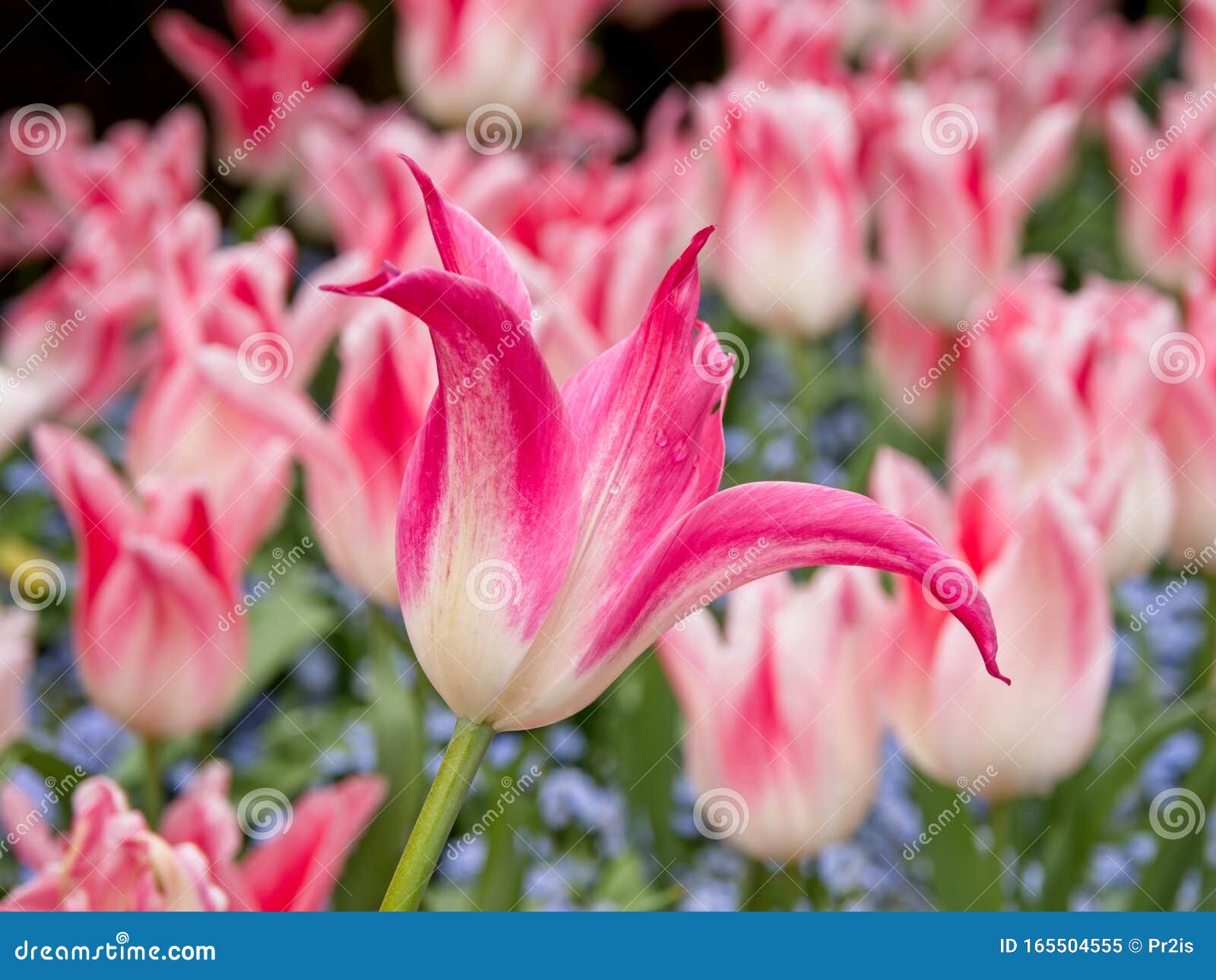 Two-colored White-pink Tulips 库存图片 - 图片 包括有 红色, 浪漫: 165504555