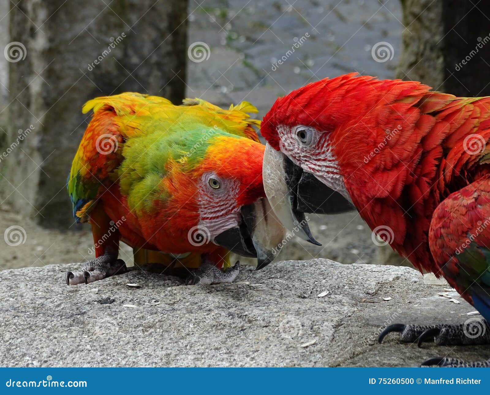 Two colorful aras stock photo. Image of bright, wild - 75260500