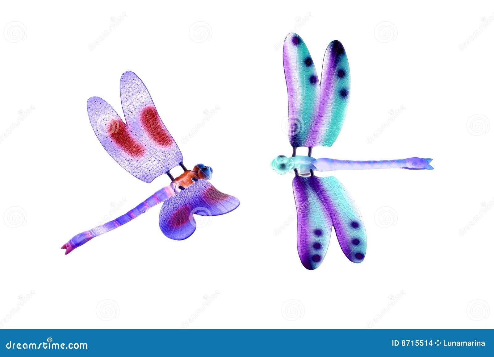 Two Colorful Dragonfly Flying Insects Isolated Stock Photo - Image of ...