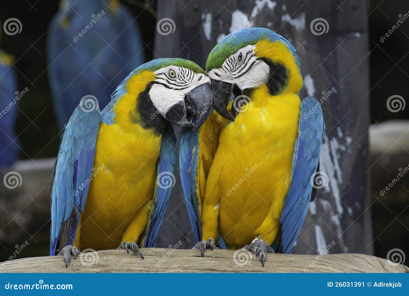 Two colorful macaw stock image. Image of color, bird - 26031391