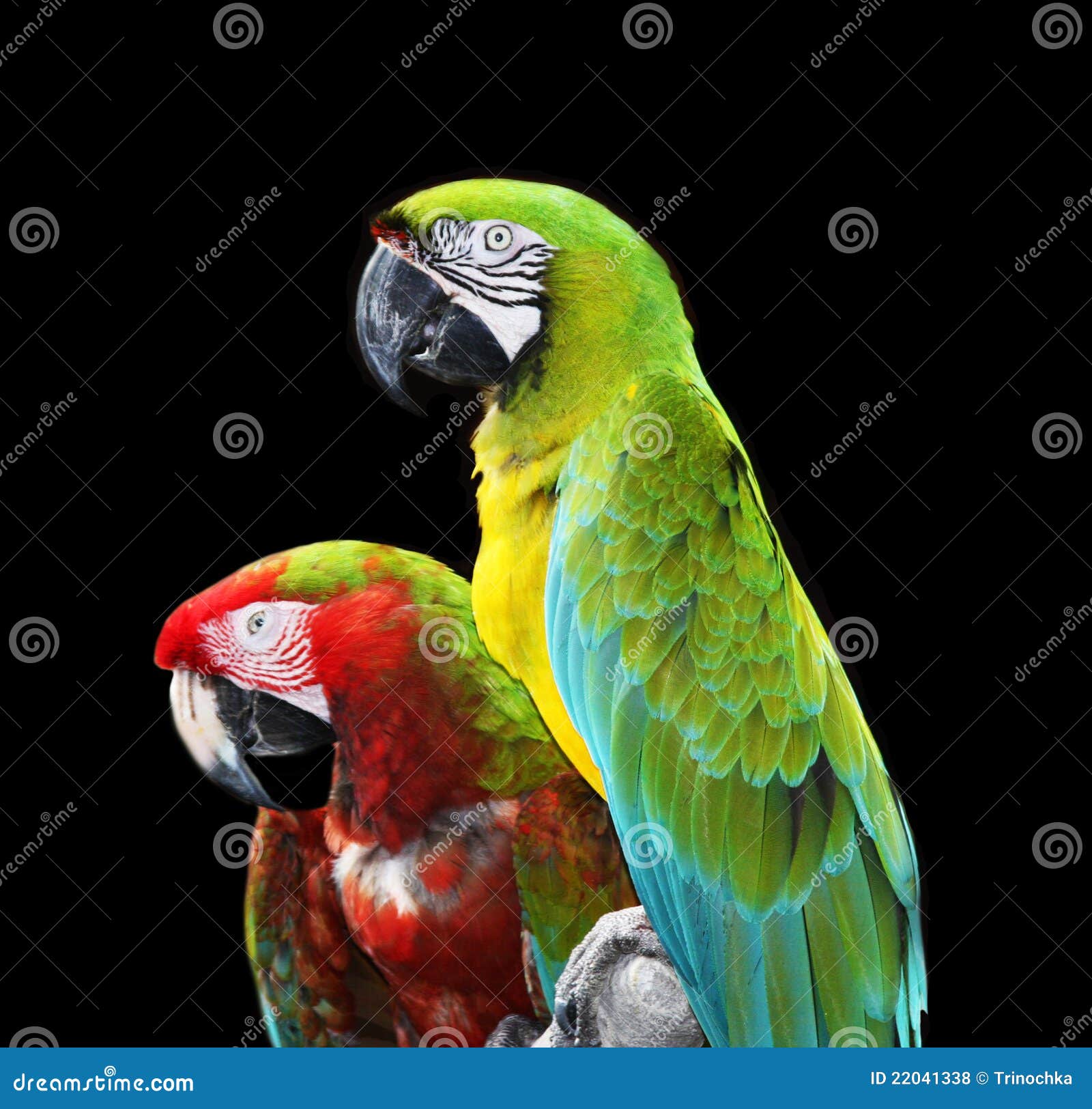 Two colorful macaw parrots stock photo. Image of nature - 22041338
