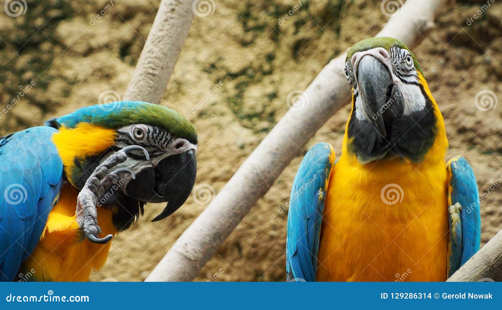 Two Colorful Parrots Looking at You Stock Photo - Image of parrot ...