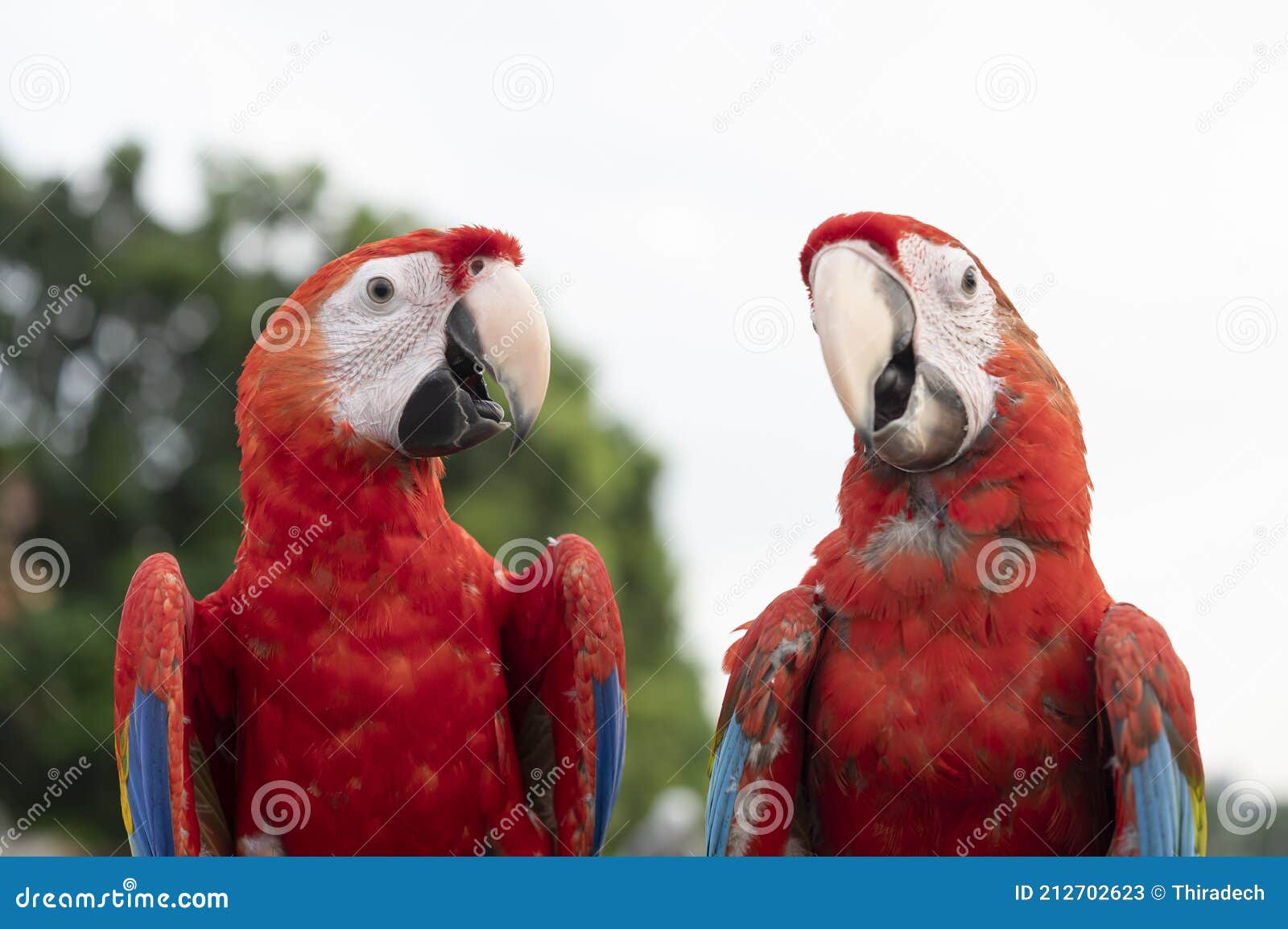 Two colorful red macaws stock image. Image of portrait - 212702623