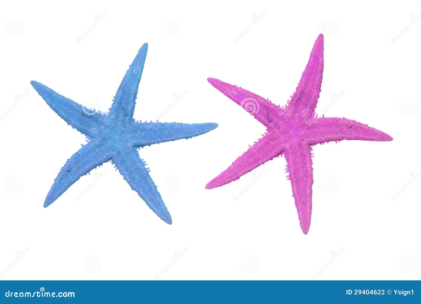 Two Colorful Starfish on a White Background Stock Photo - Image of ...