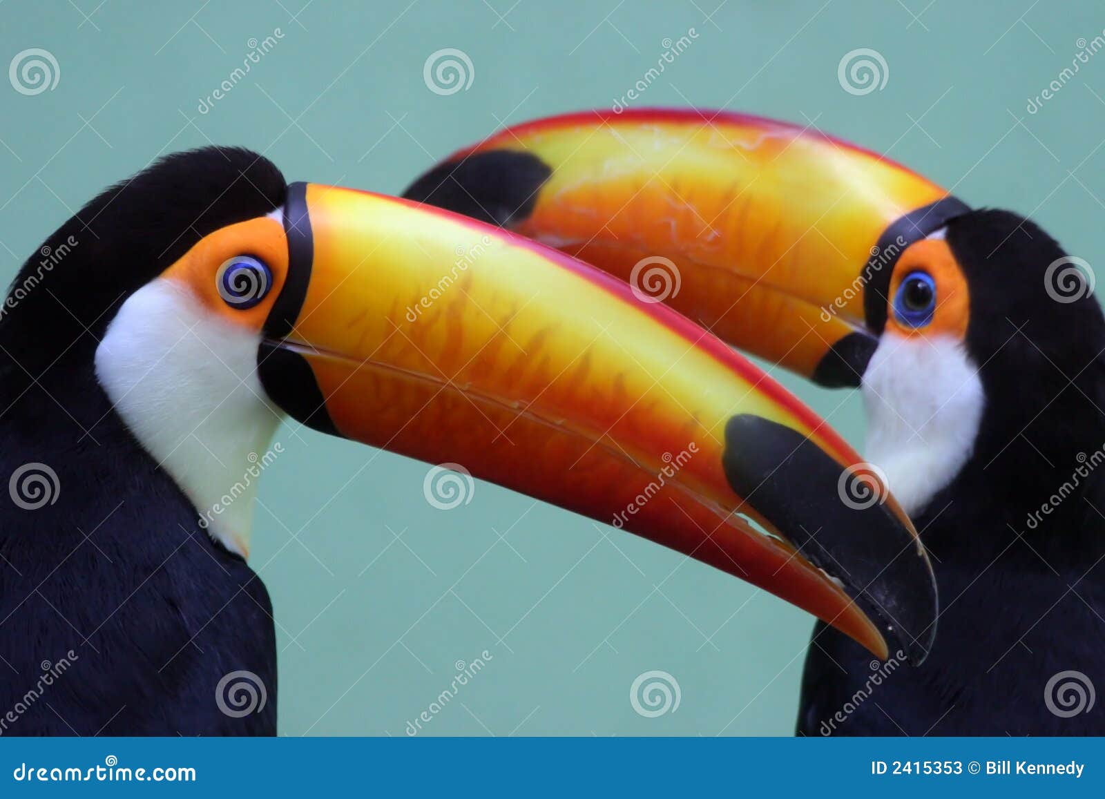 Two colorful toucans stock image. Image of pair, tropical - 2415353