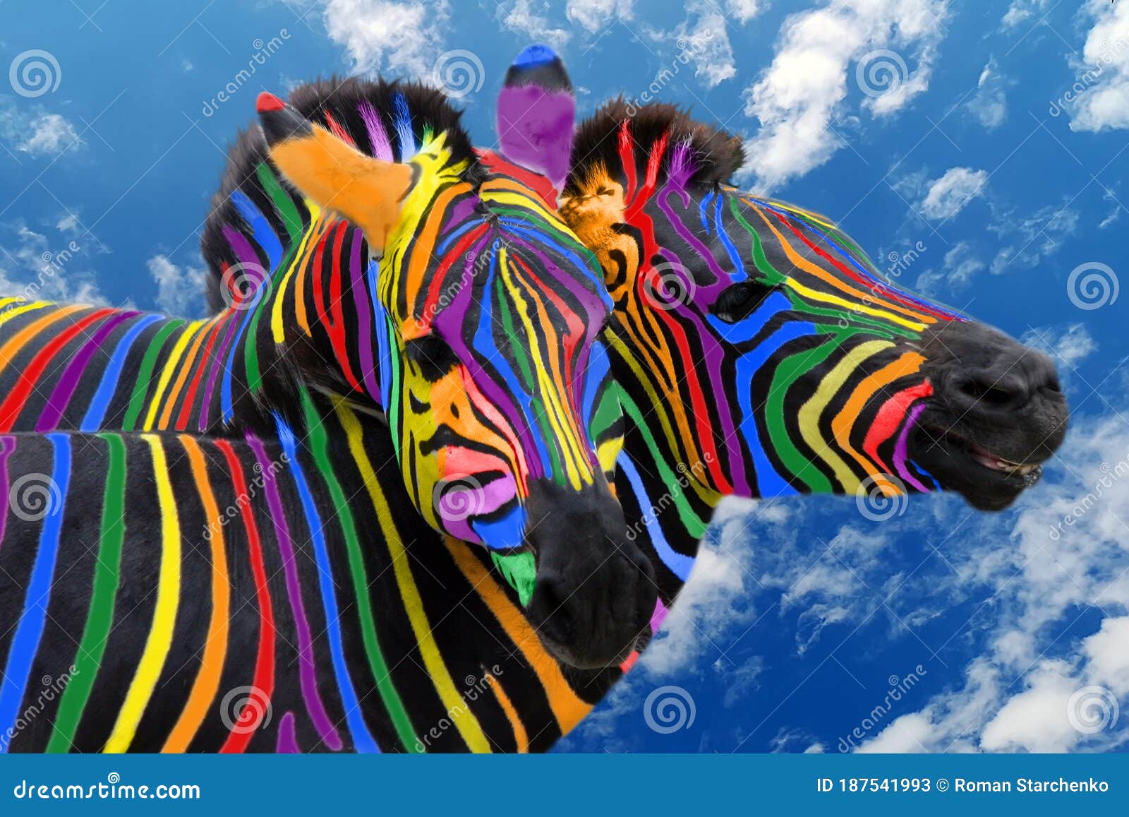 Two Colorful Zebra Painted in the Colors of the Rainbow Cuddle on the ...