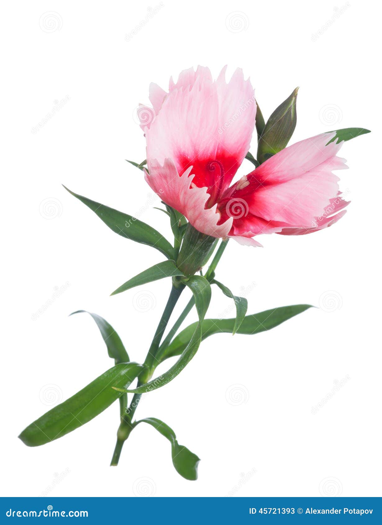 Two Colors Carnation Isolated on White Stock Image - Image of macro ...