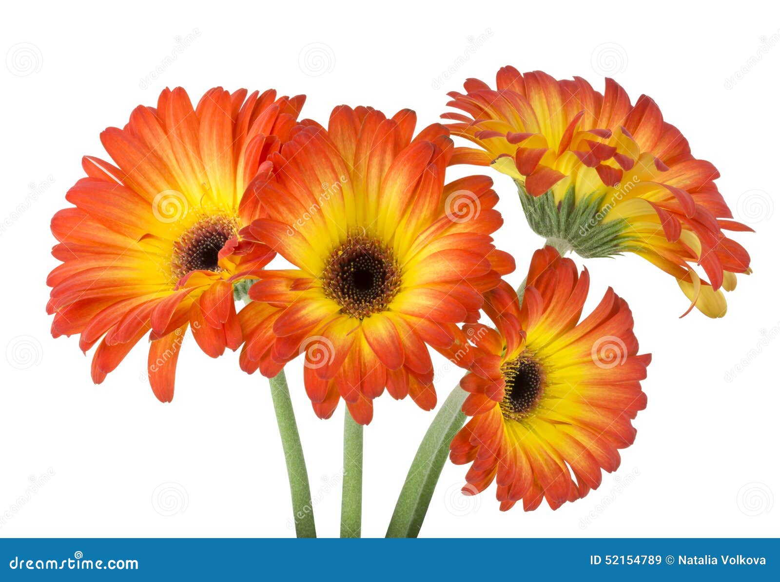 Two Colors Gerbera Isolated Stock Image - Image of decoration, nature ...