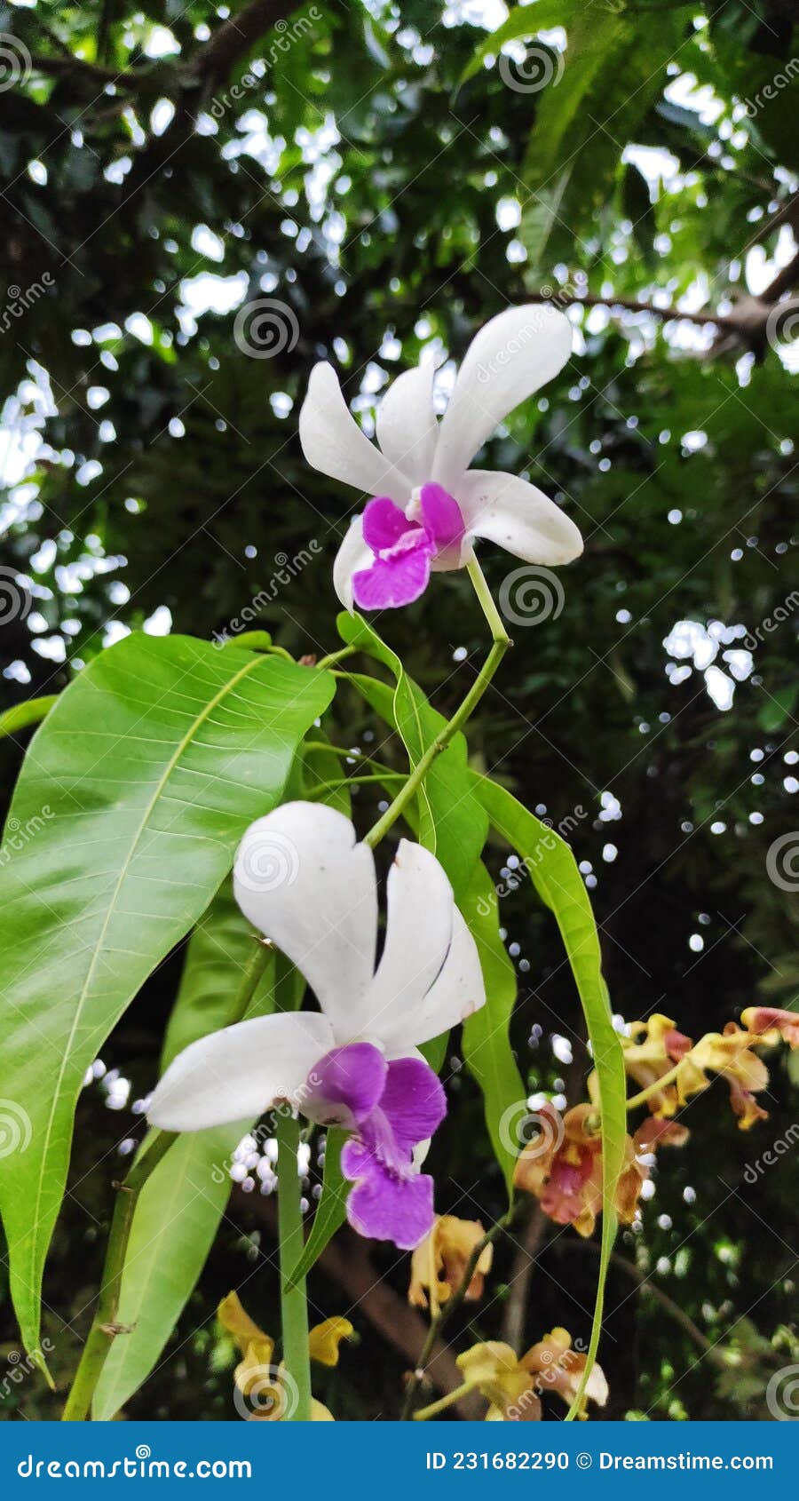 Two Colors Orchid in the Garden Stock Photo - Image of pink, garden ...