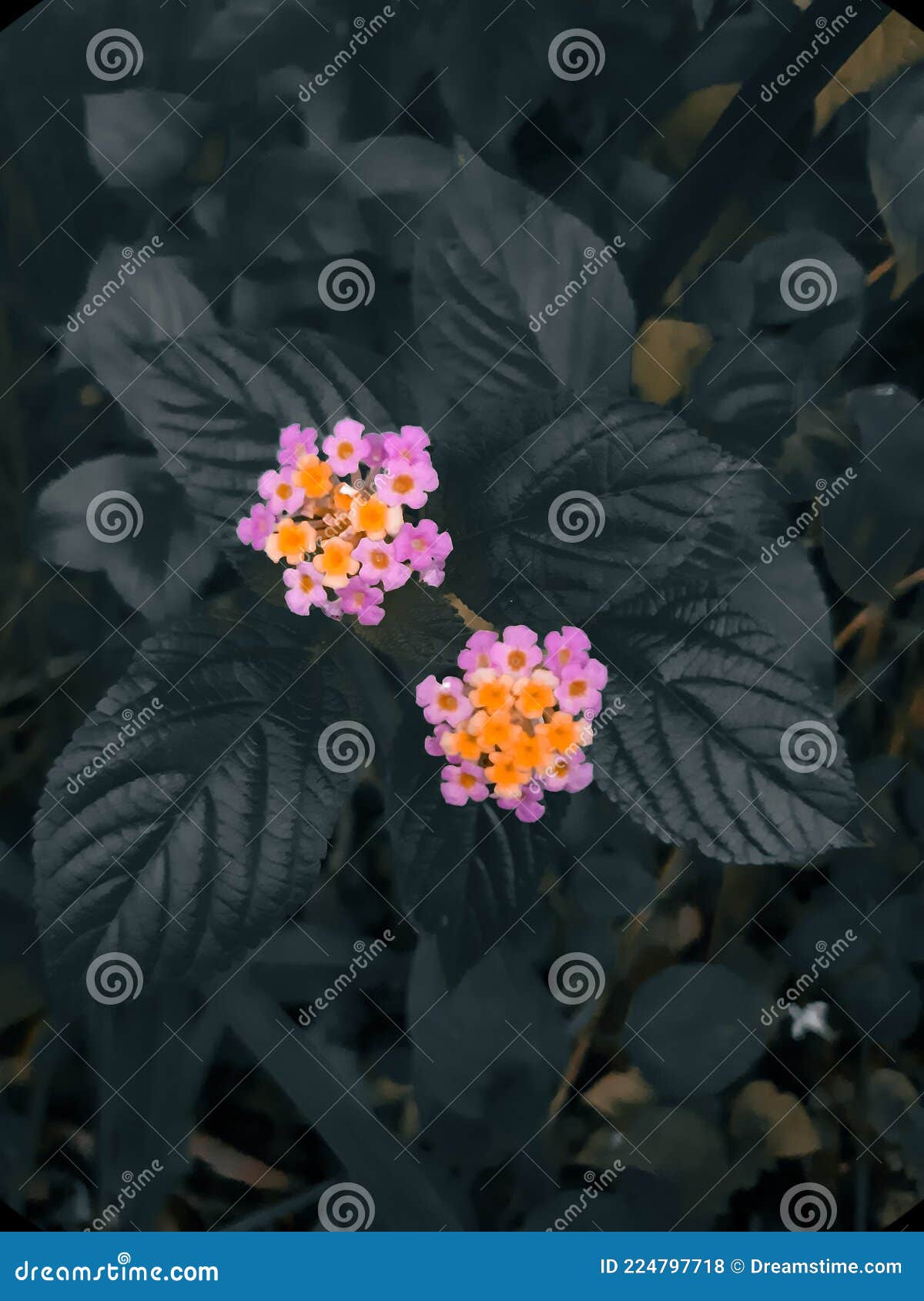 Two colors side by side stock photo. Image of leaf, white - 224797718