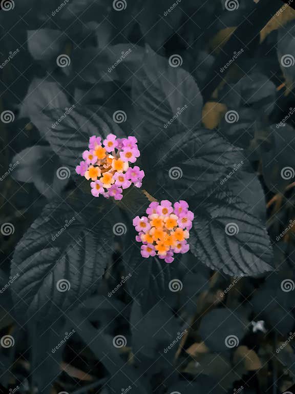 Two colors side by side stock photo. Image of leaf, white - 224797718