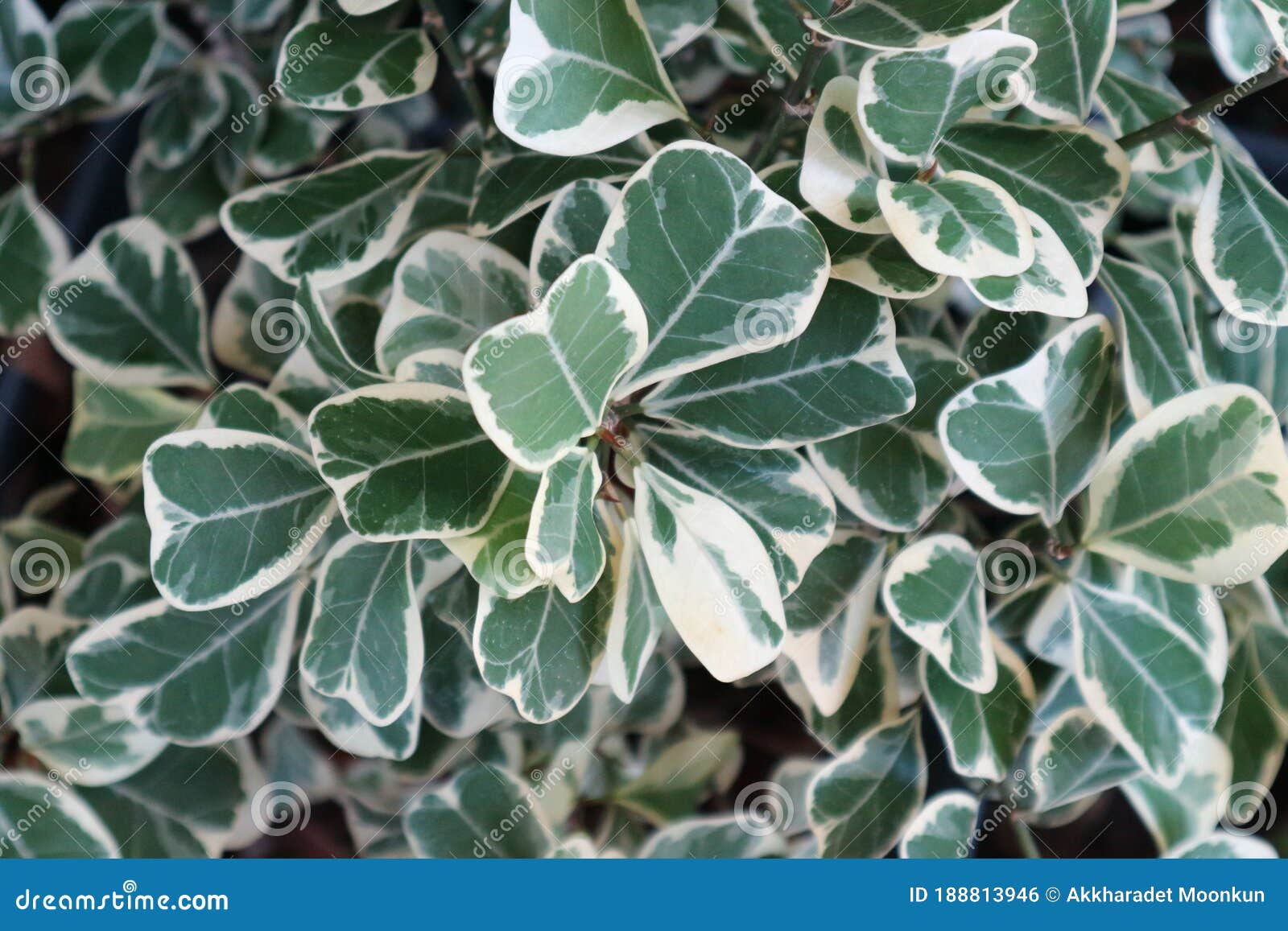 Two colors stock photo. Image of colors, trees, leaves - 188813946