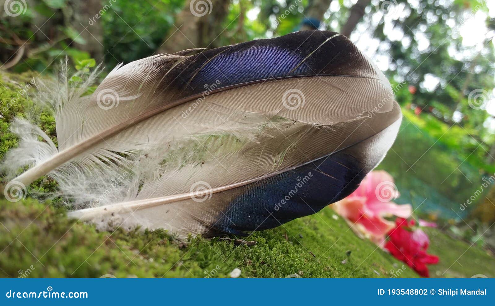 Two colour two feather stock photo. Image of leaf, wildlife - 193548802
