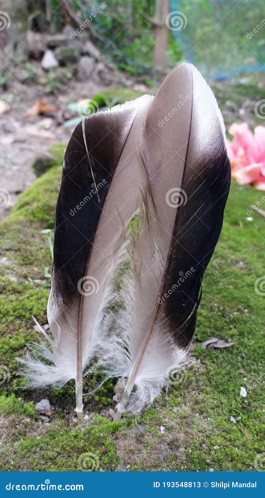 Two Colour Two Feather Wallpaper Stock Image - Image of sculpture, bird ...