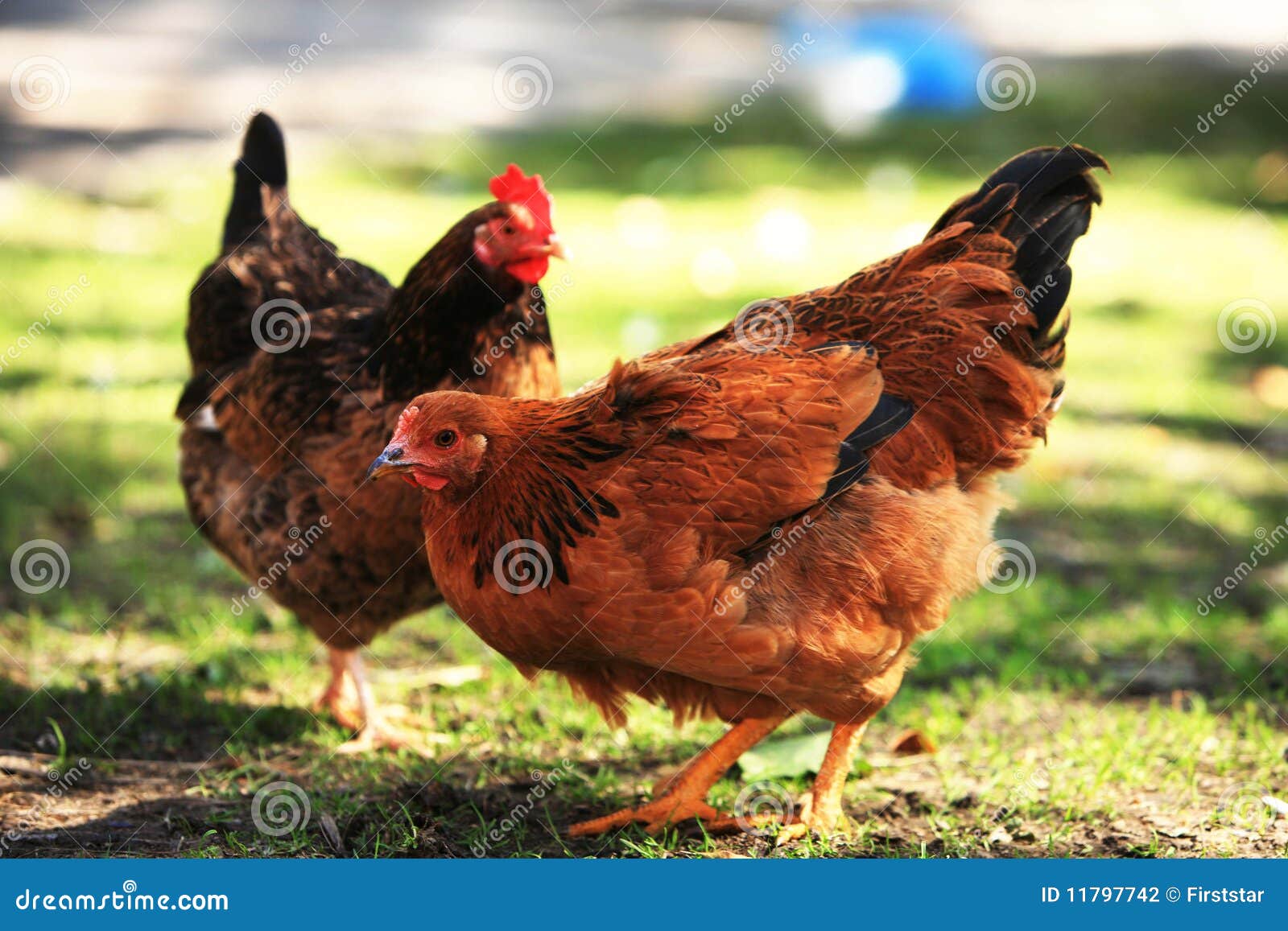 Two colour hens stock photo. Image of children, animals - 11797742