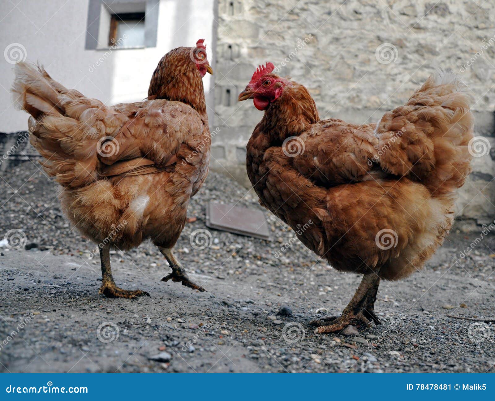Two colour hens stock image. Image of brown, farmers - 78478481