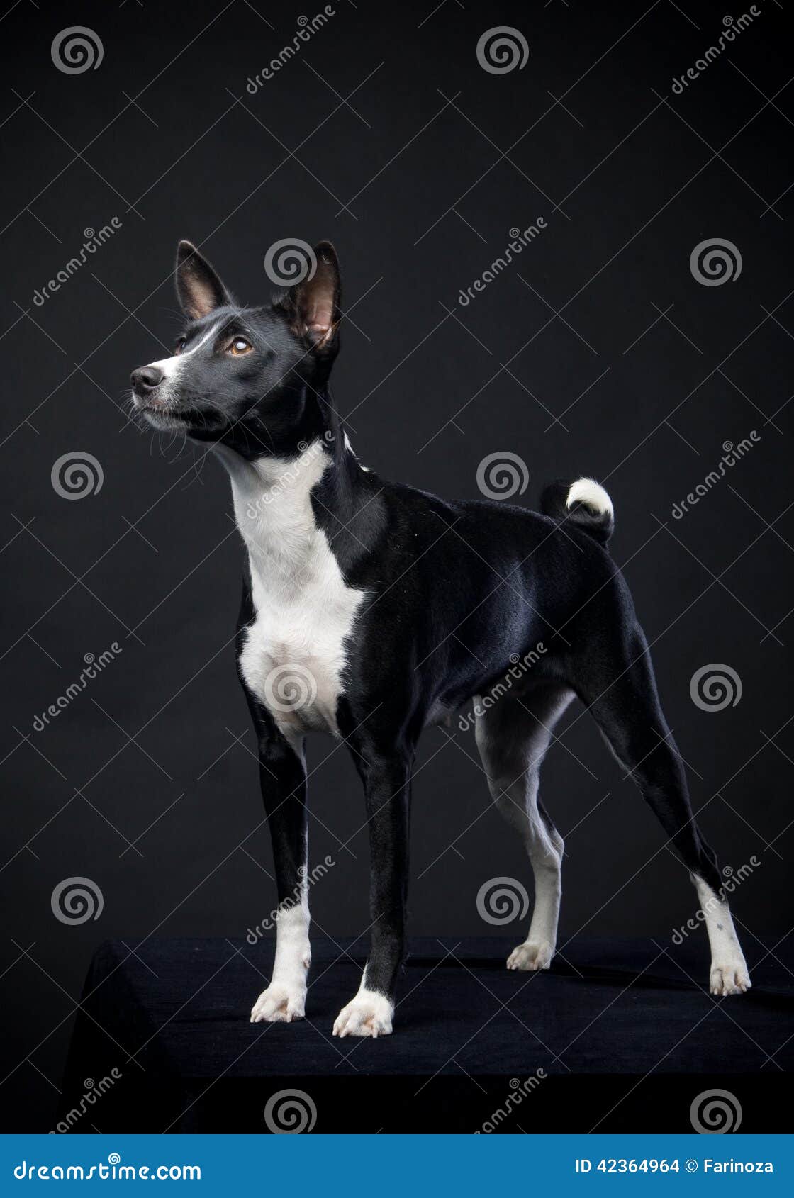 Two-coloured Basenji On Black Stock Photo - Image of concentration ...