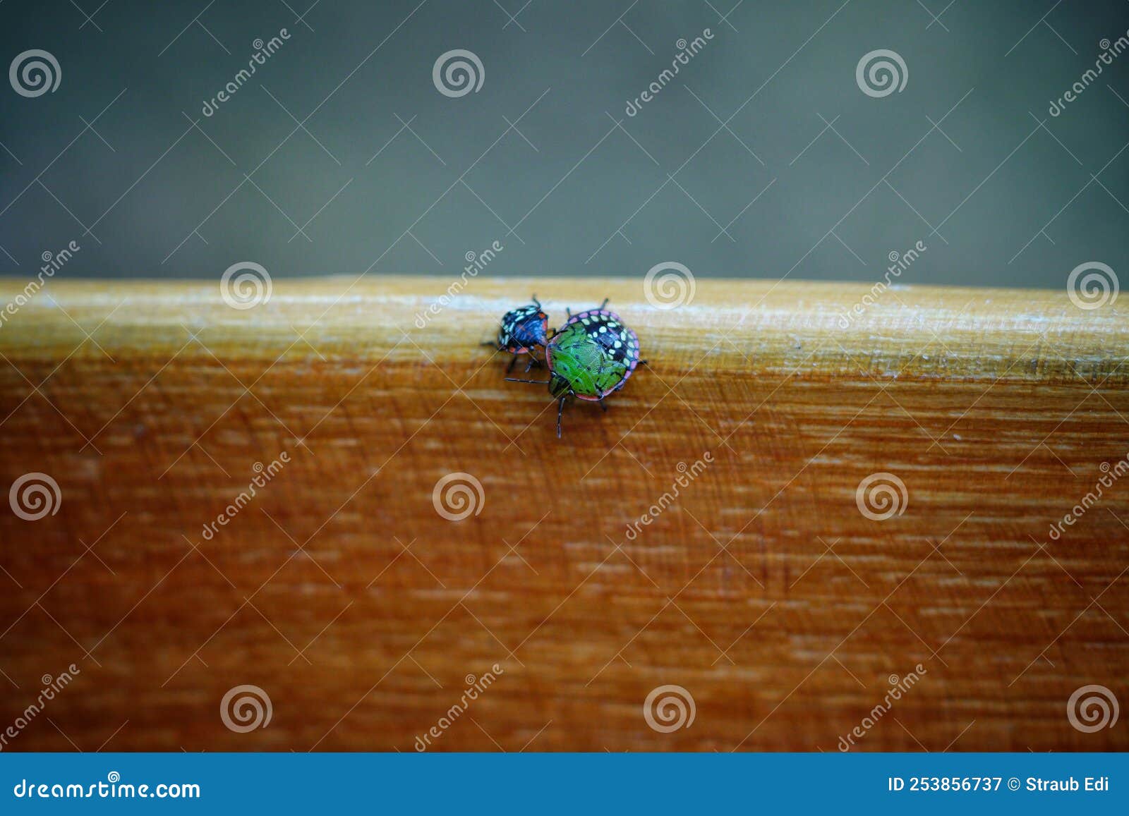 Two Coloured Bugs on a Bench Stock Image - Image of bench, bugs: 253856737