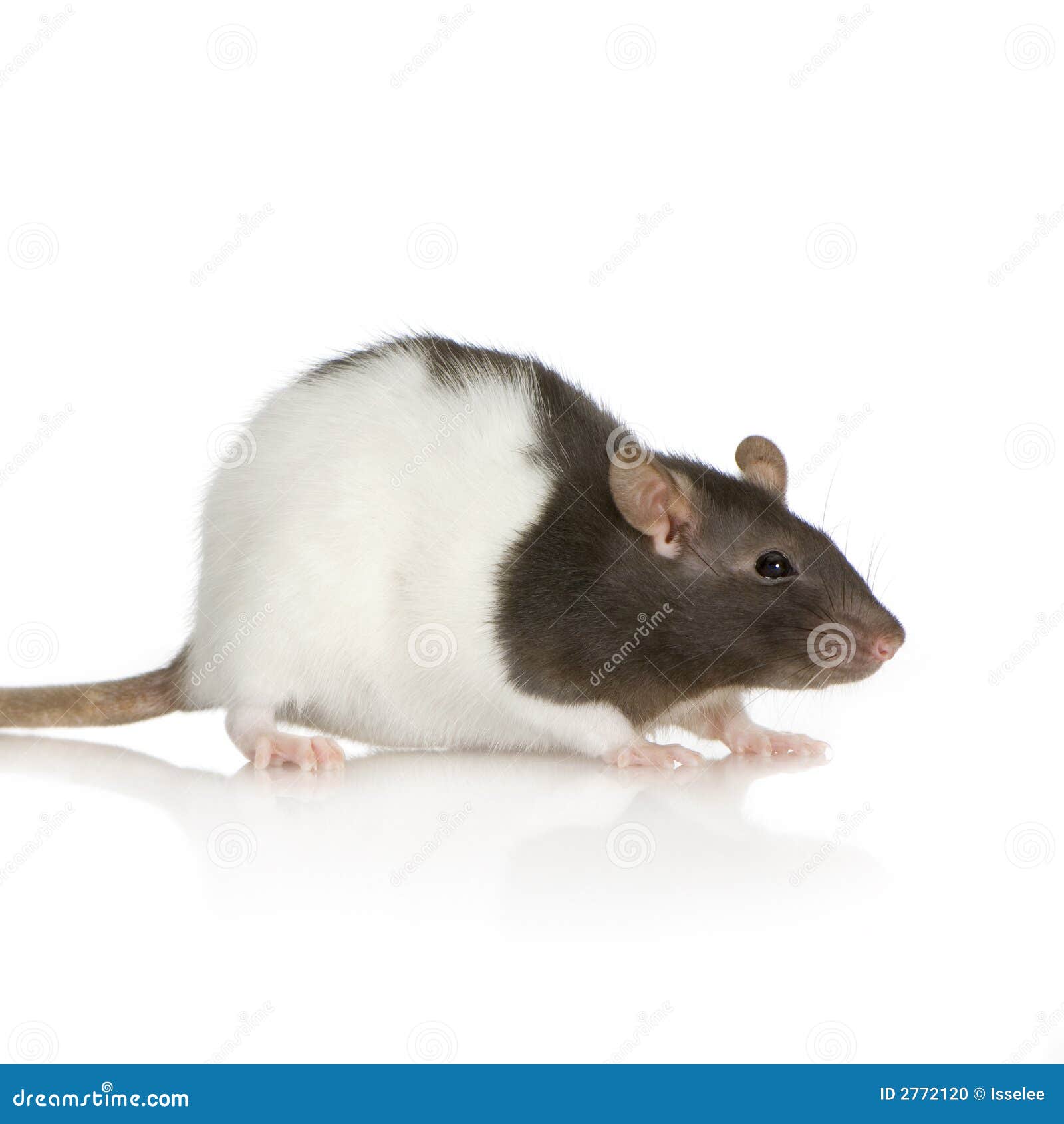Two-coloured Panda Rat Stock Photography | CartoonDealer.com #2772260