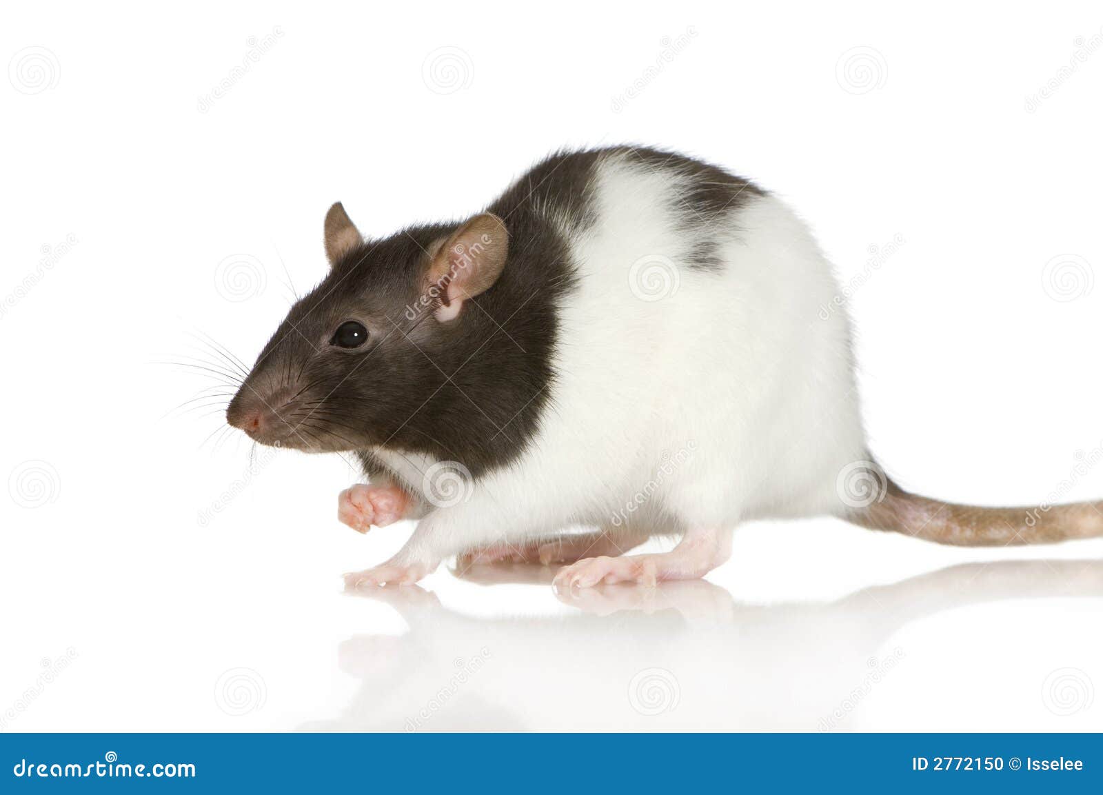 Two-coloured Panda Rat Stock Photography | CartoonDealer.com #2772260