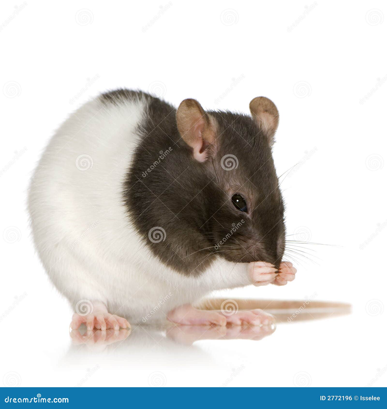 Two-coloured Panda Rat Stock Photography | CartoonDealer.com #2772260