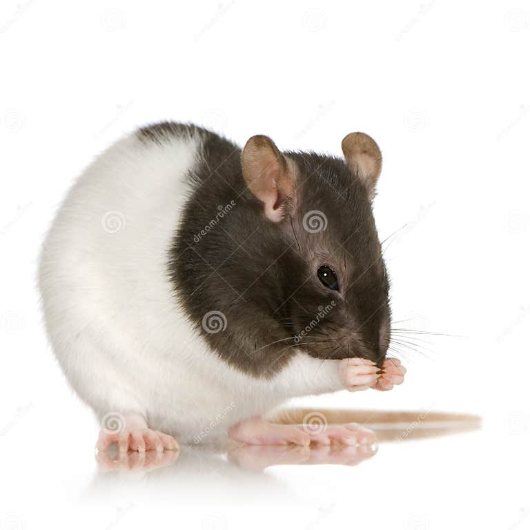 Two-coloured panda rat stock photo. Image of nose, bait - 2772196