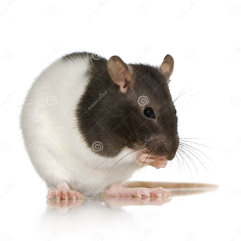 Two-coloured panda rat stock photo. Image of panda, isolated - 2772210