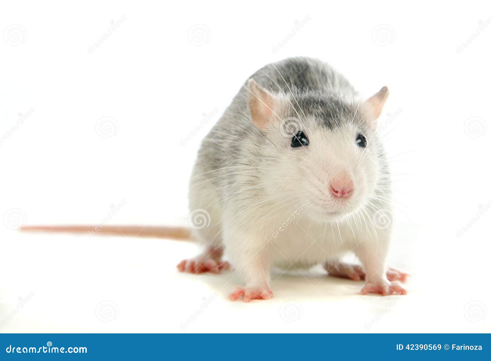Two-coloured Rat Washing Over White Stock Image - Image of curious ...