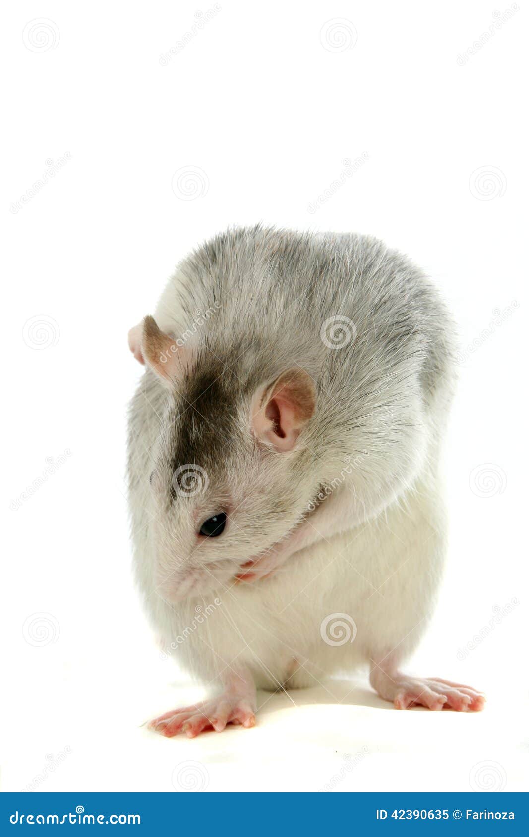 Two-coloured Rat Washing Over White Stock Image - Image of bait, fluffy ...