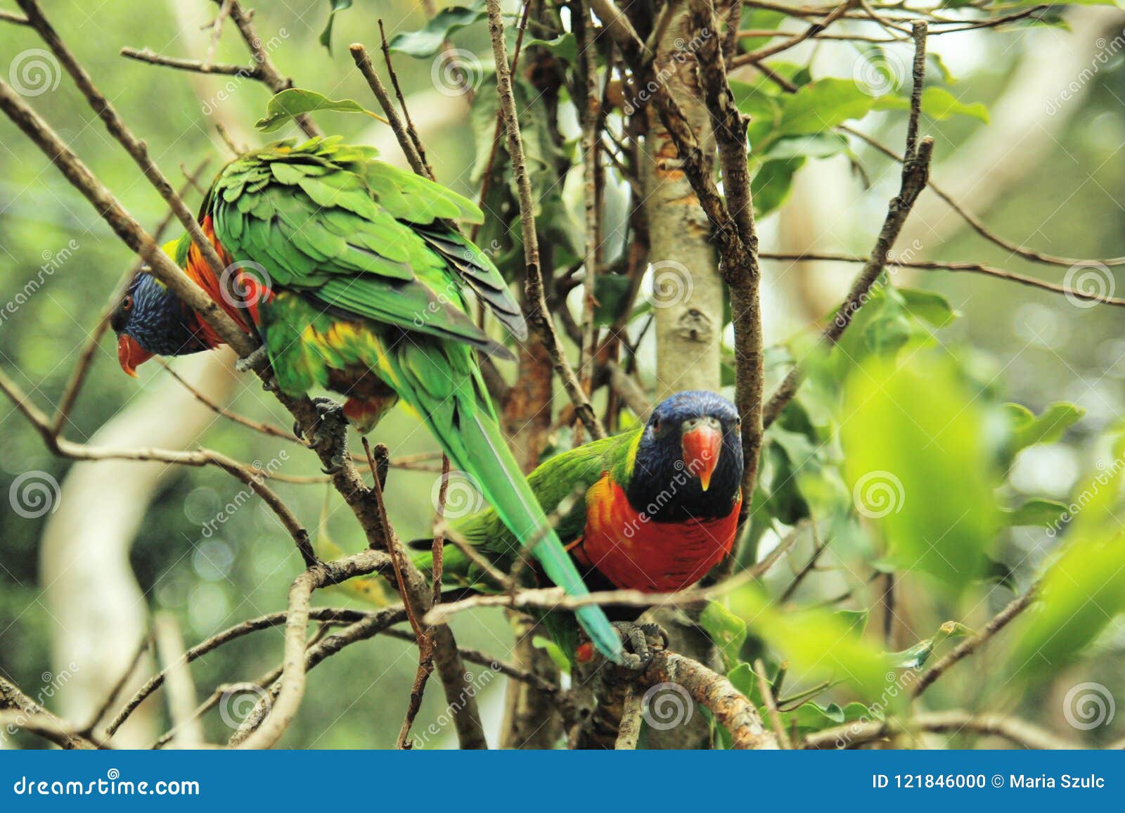 Parrots sitting on a tree stock photo. Image of australian - 121846000