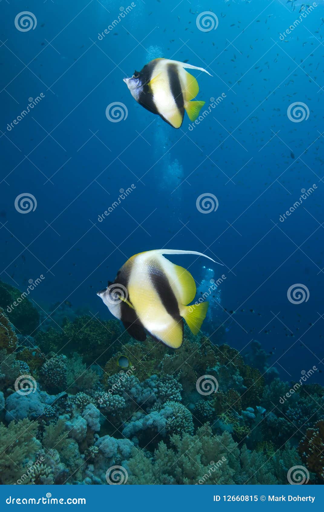 Two Colourful Tropical Fish Stock Image - Image of full, colourful ...