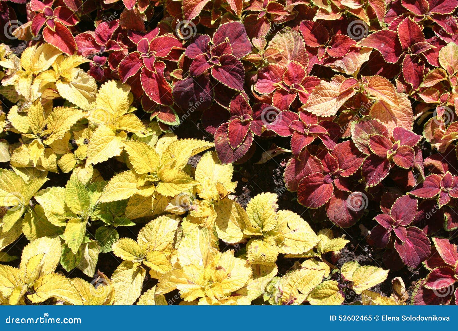 Two Colours Coleus Plants in a Bed Stock Image - Image of border ...