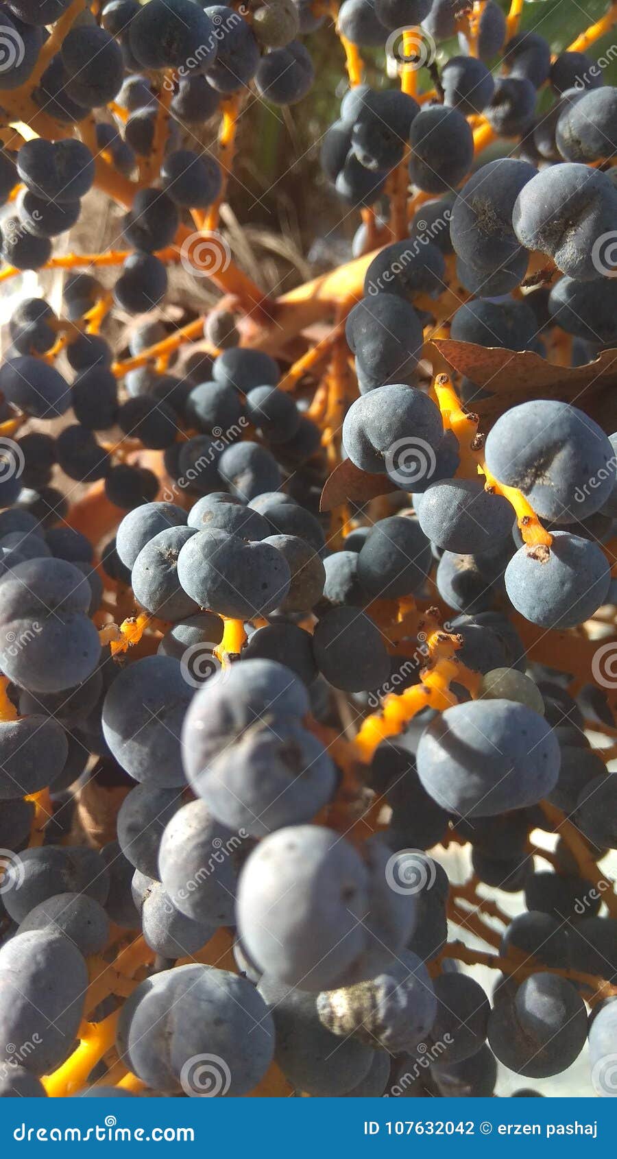 Fruit colors stock photo. Image of colors, fruit, fruits - 107632042