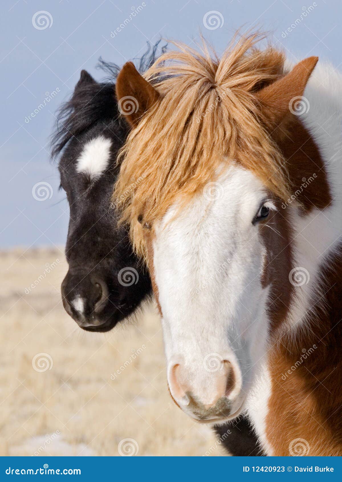 Two Horse Colts Mustang Horses Colt Foal Stock Image - Image of hair ...
