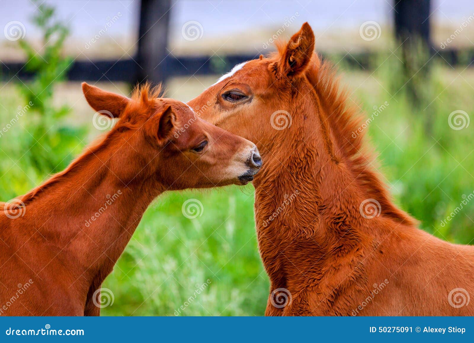 Two colts stock image. Image of playing, beautiful, horses - 50275091